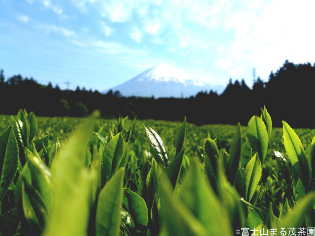 Fuji Marumo Tea Garden Entrusts a Joyful Style of Tea to the Future ...